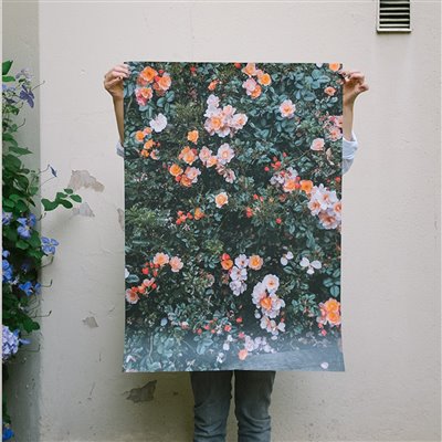 Rose poster | Buk & Nola