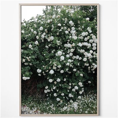 White Roses poster | Buk & Nola